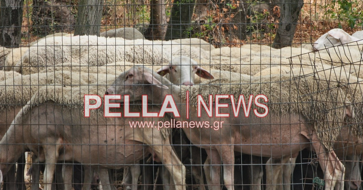 ΑΚΚΕΛ: «Η φέτα δεν κινδυνεύει. Κινδυνεύει η κτηνοτροφία, η αλήθεια και ...