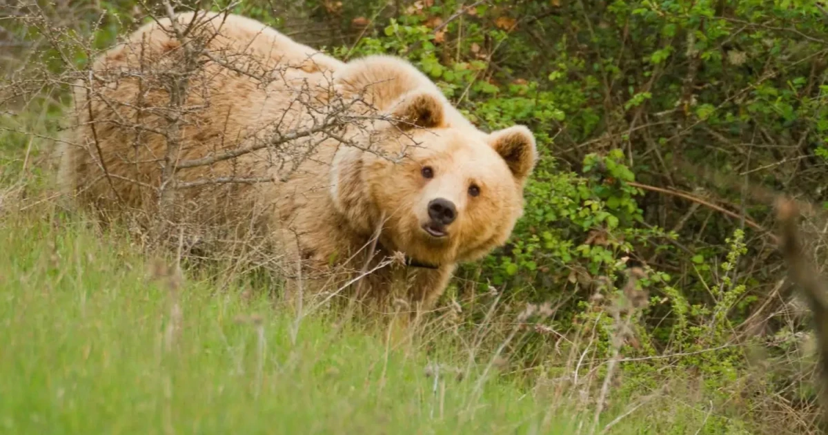 Αρχάγγελος Αλμωπίας: Αρκούδα λιγο εξω απο το χωριό