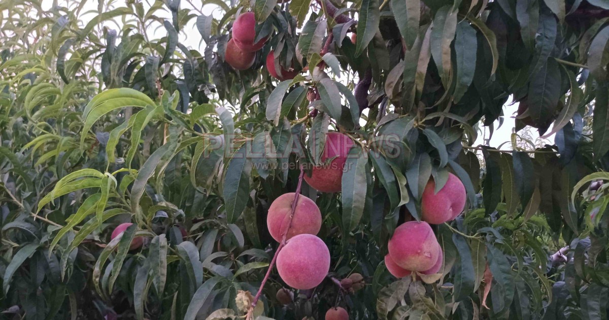 Πρωτιά της Περιφέρειας Κεντρικής Μακεδονίας στη μεταποίηση του ροδάκινου