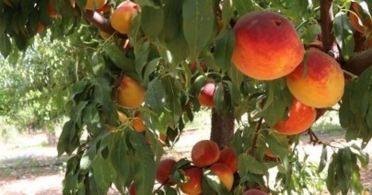 Χωρίς υπεύθυνη δήλωση οι πληρωμές αγροτών για de minimis σε βερίκοκα ...