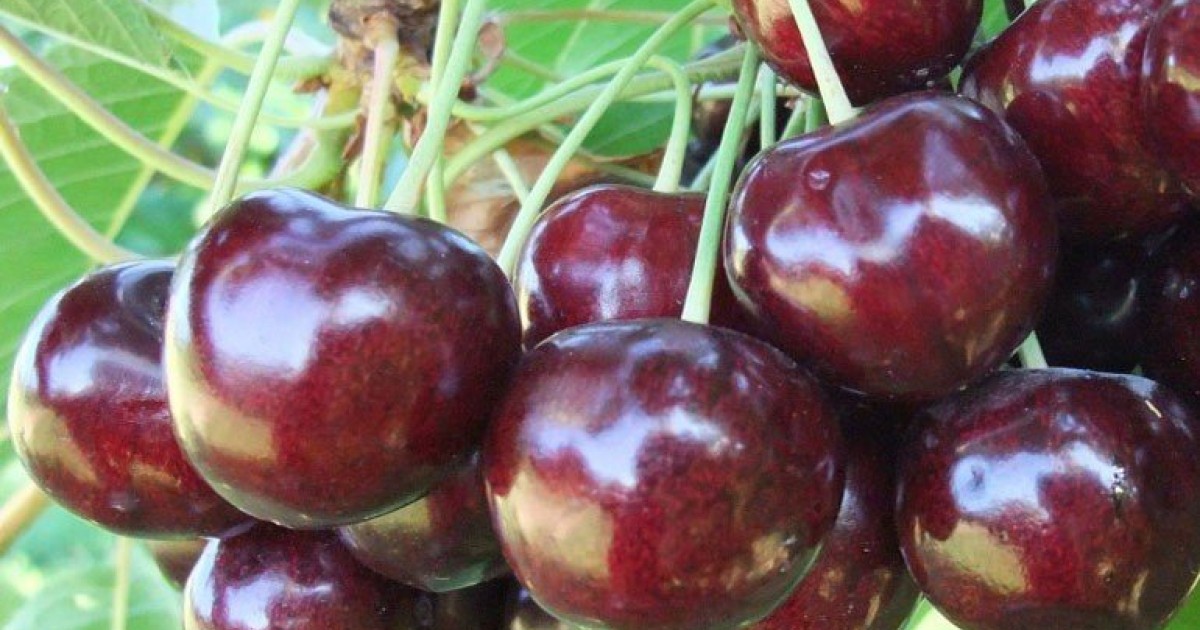 Περιζήτητα τα κεράσια της Πέλλας