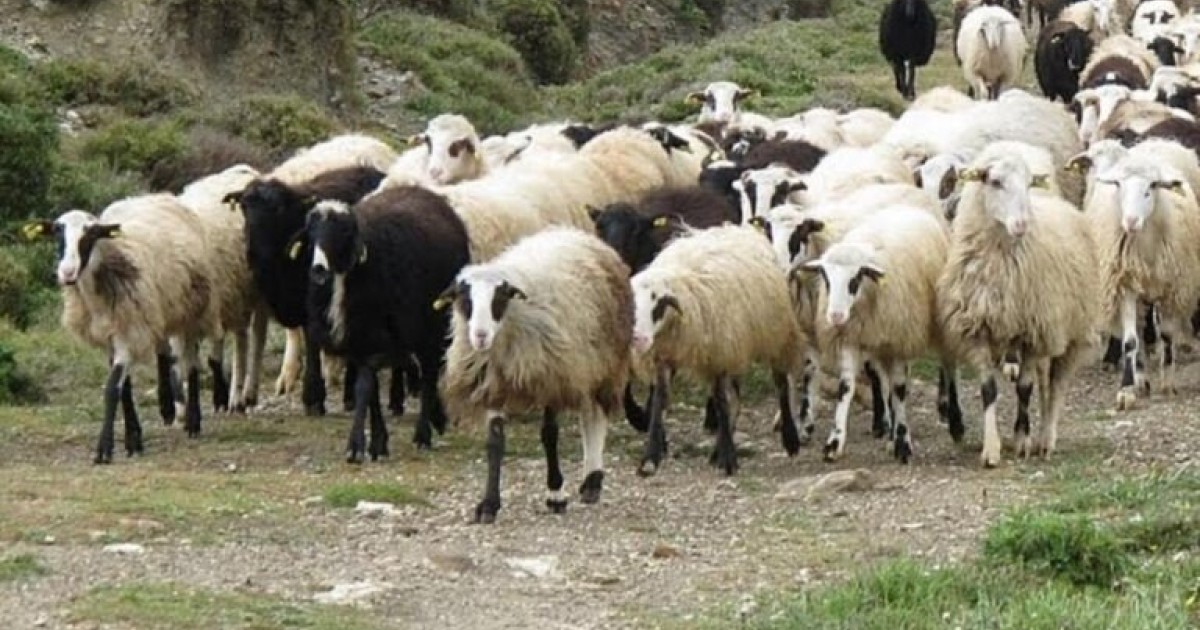 Ενημέρωση σχετικά με την ευλογιά των προβάτων και των αιγών