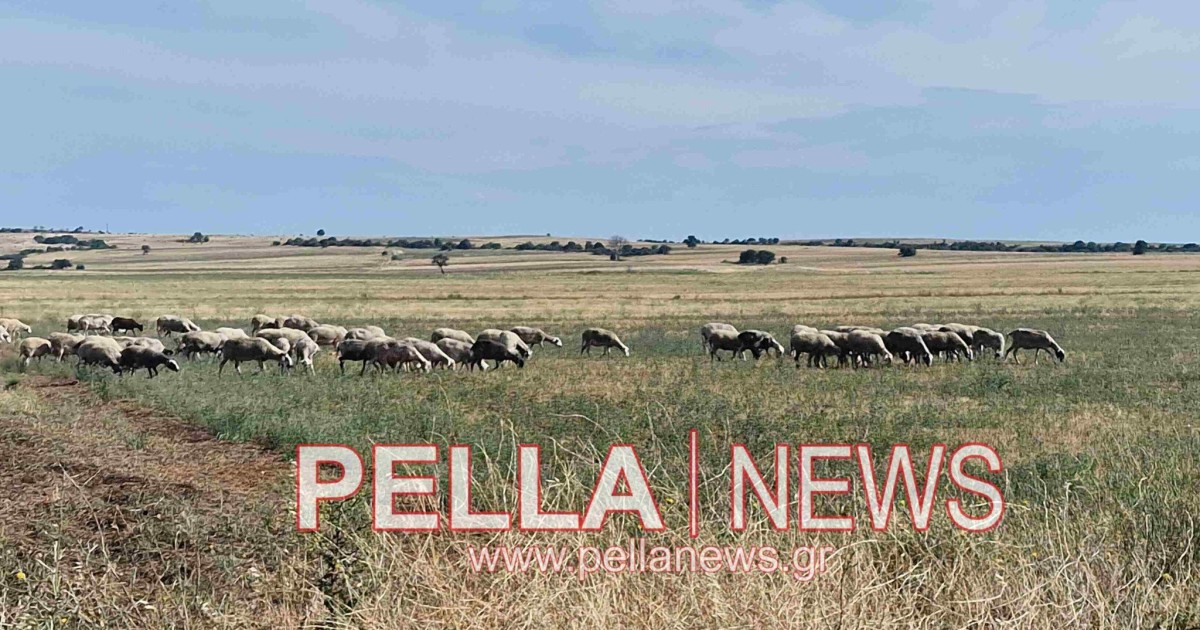 ΑΚΚΕΛ: Εμβολιασμός αντί θανάτωσης - Η αλήθεια πίσω από τις δικαιολογίες ...